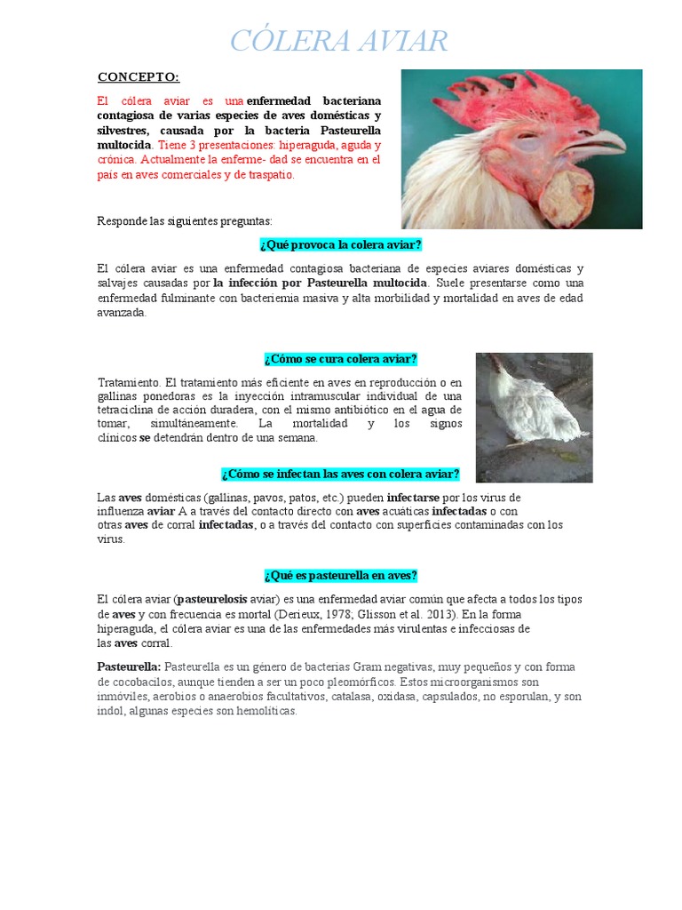 Síntomas y tratamiento del cólera aviar | PDF | Hogar, jardinería y ...