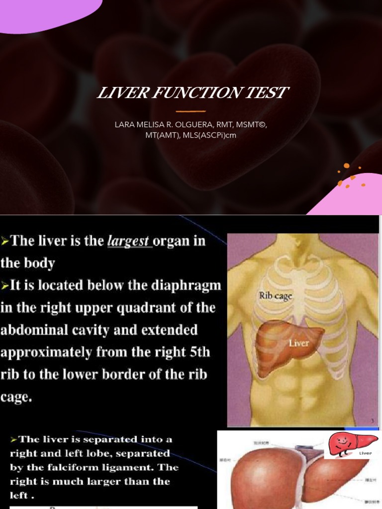 Liver Function Test | PDF