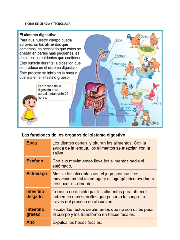 Fichas Del Sistema Digestivo | PDF