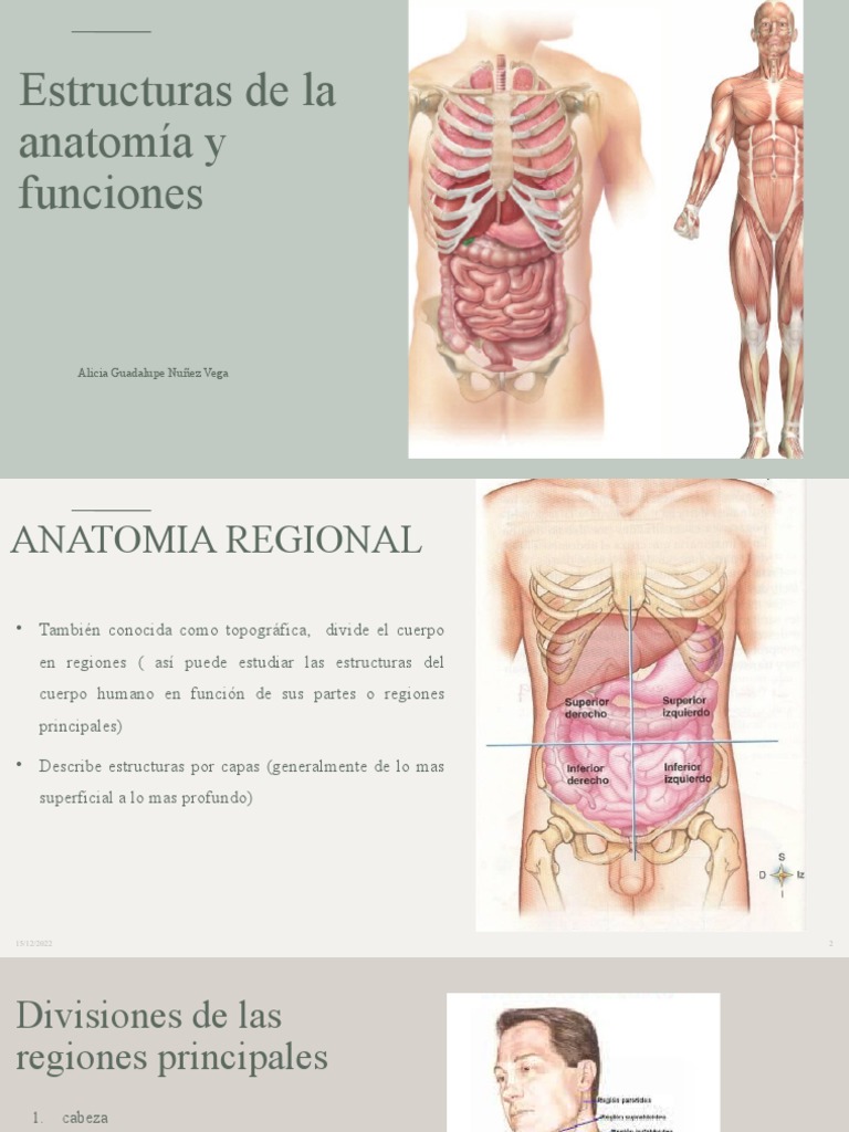 2.2 Principales Estructuras Anatomicas | PDF | Sistema digestivo humano | Hueso