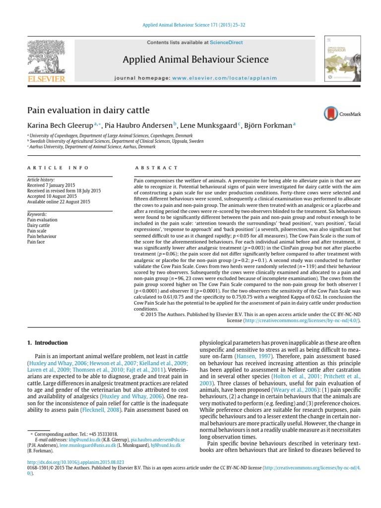 Pain Evaluation in Dairy Cattle | PDF | Cattle | Pain