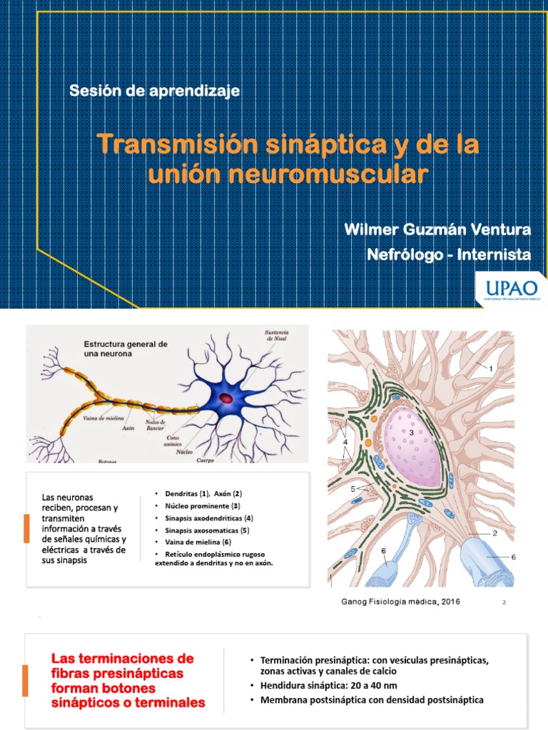 Transmisión Sináptica y Unión Neuromuscular | PDF | Sinapsis | Unión ...