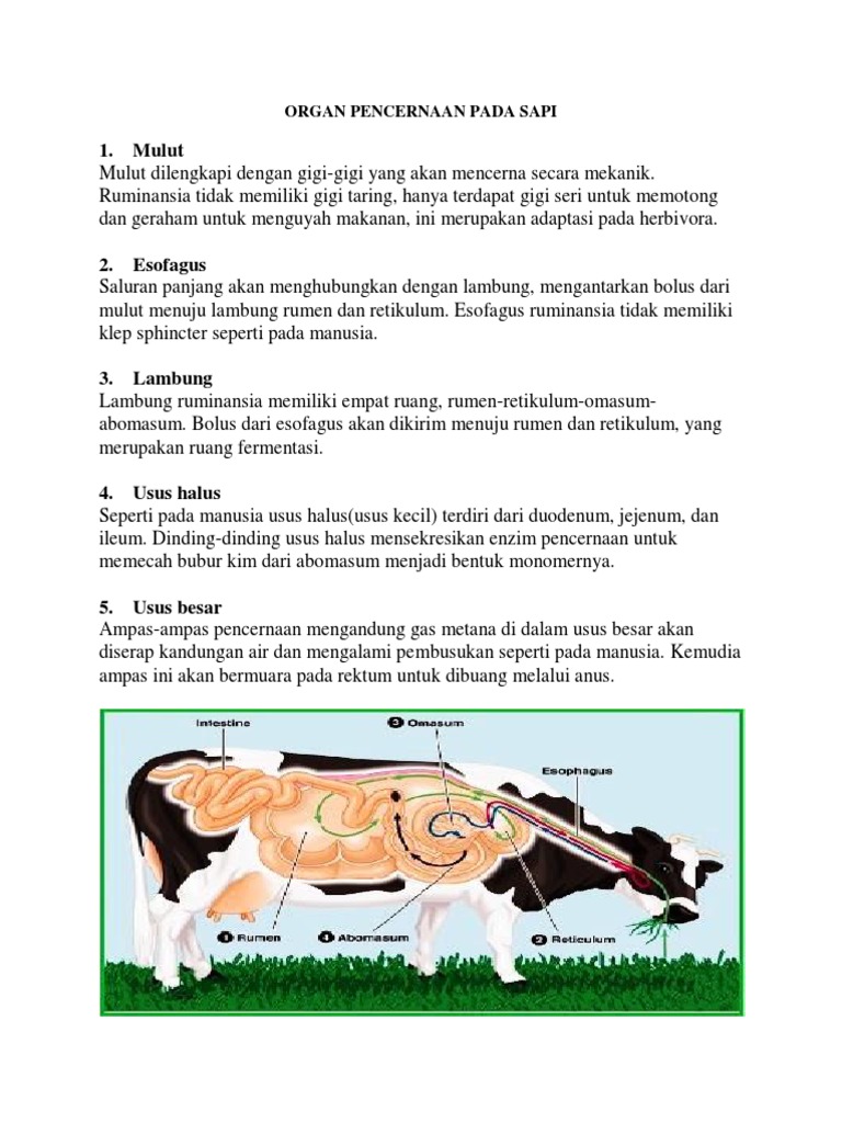 Anatomi Pencernaan Sapi Ruminansia | PDF | Kajian Bahasa Asing ...
