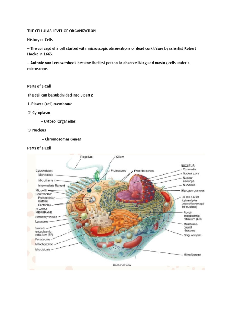 The Cellular Level of Organization - Anaphy | PDF | Cell Membrane | Mitosis