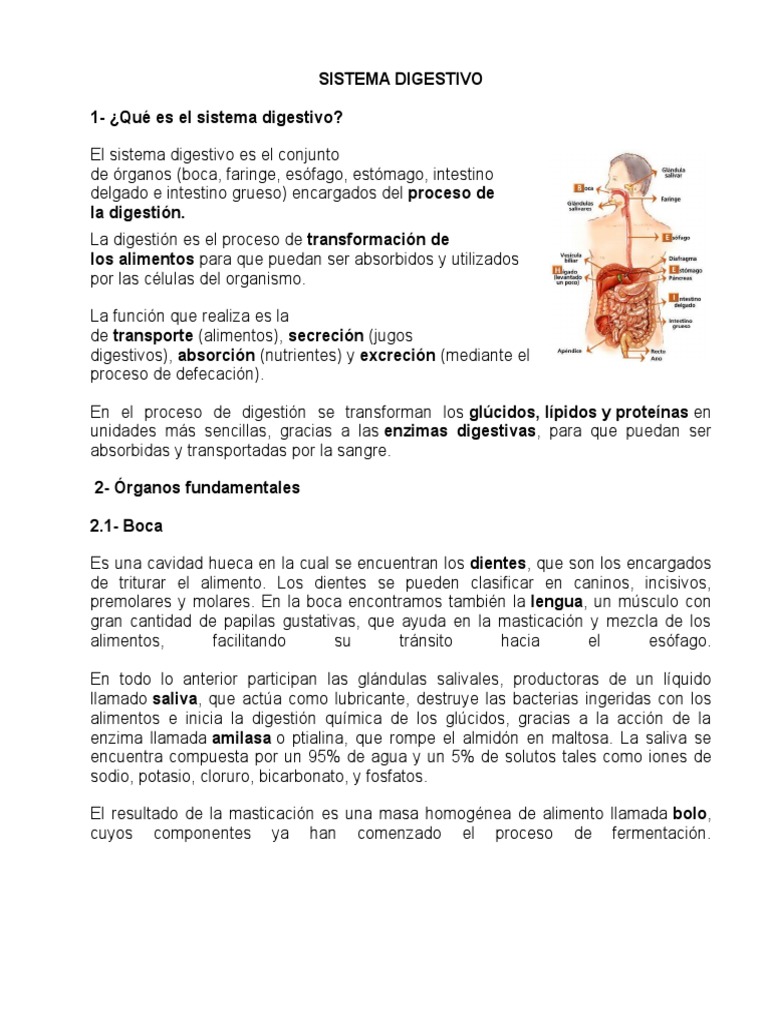 Sistema Digestivo | PDF | Sistema digestivo humano | Digestión