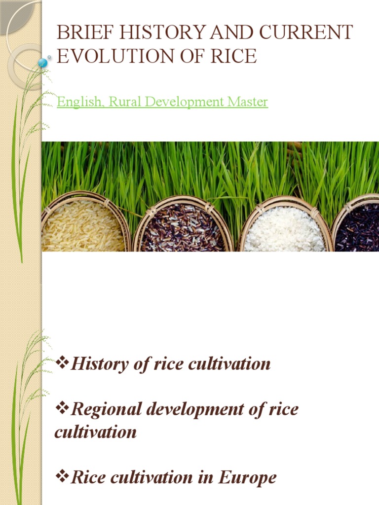 Brief History and Current Evolution of Rice | PDF | Rice | Agriculture