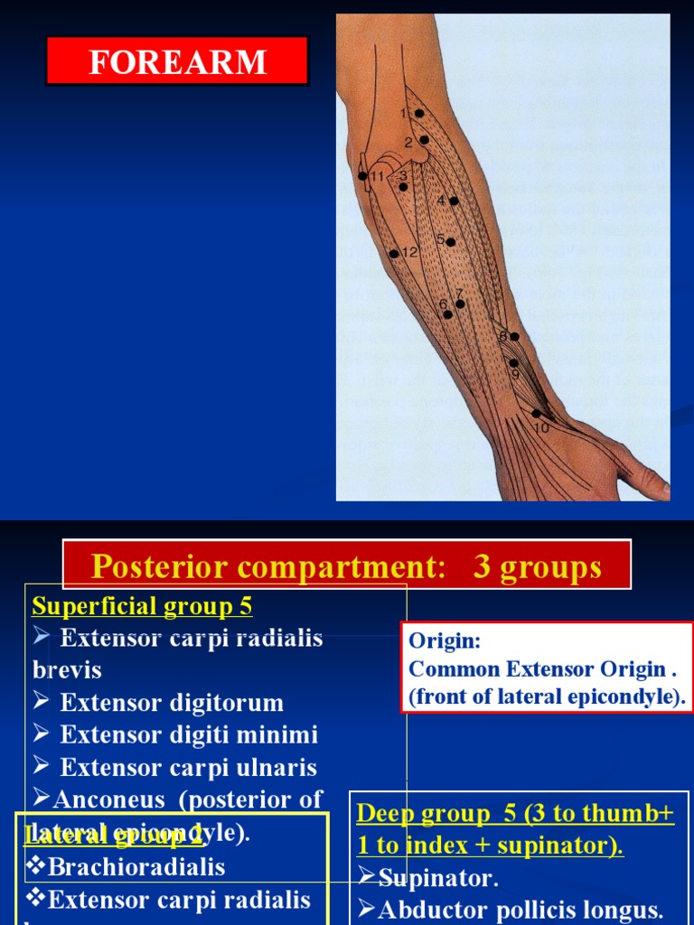 10th Lec Muscles Posterior of Forearm | PDF | Thumb | Hand