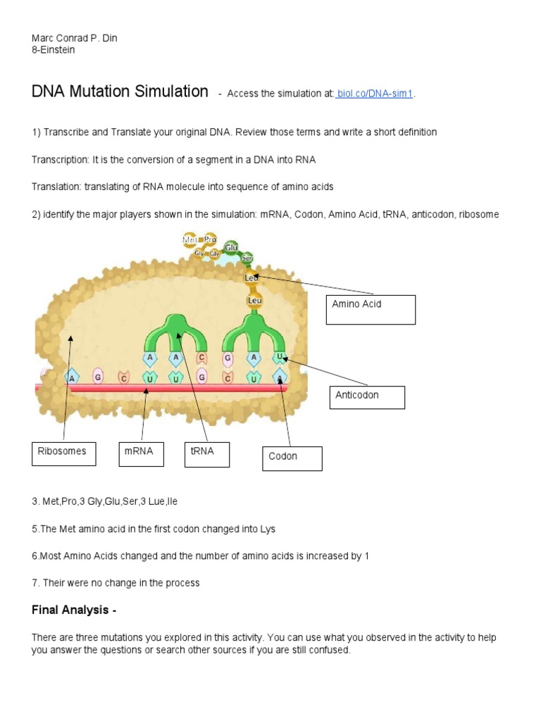 DNA Simulation Worksheet | PDF