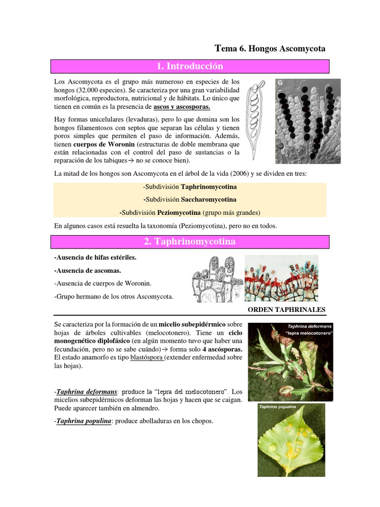 Tema 06. Hongos Ascomycota | PDF | Hongo | Fermentación