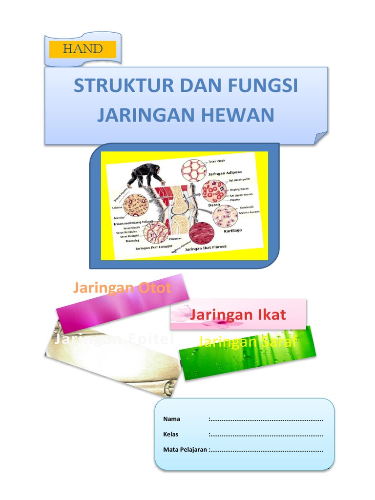 Ciri dan Fungsi Jaringan Epitel | PDF | Sains & Matematika