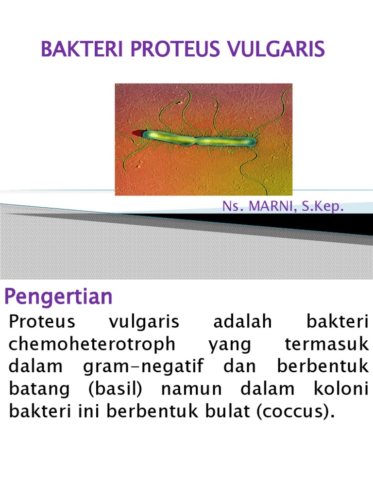Bakteri Proteus Vulgaris | PDF