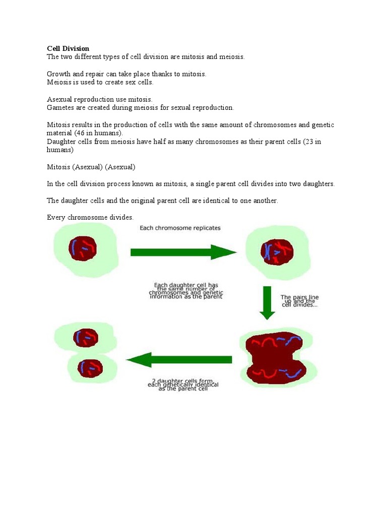 Cell Division | PDF