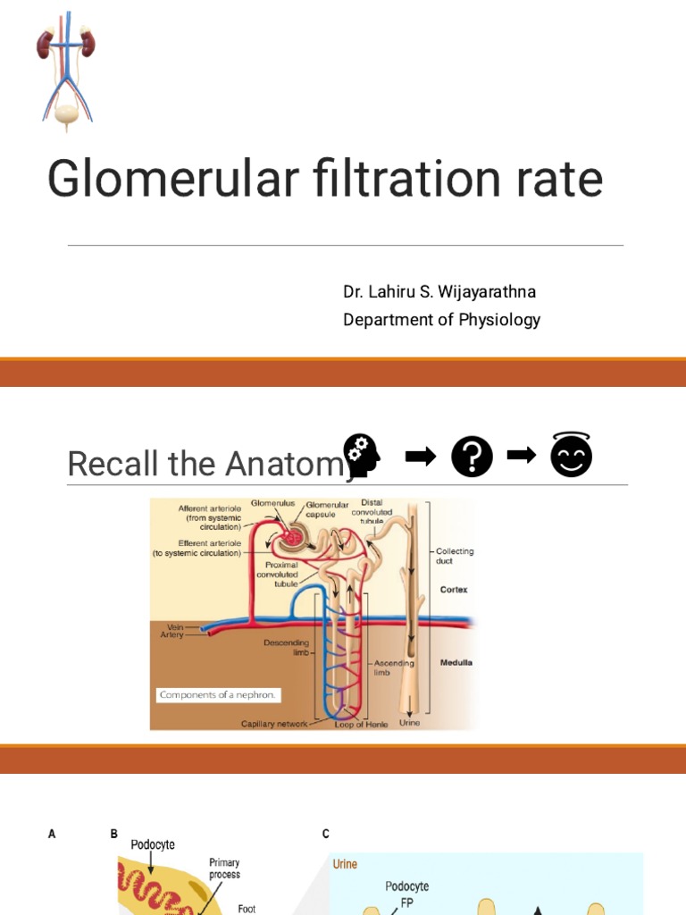 Glomerular Filtration Rate | PDF | Kidney | Clinical Medicine