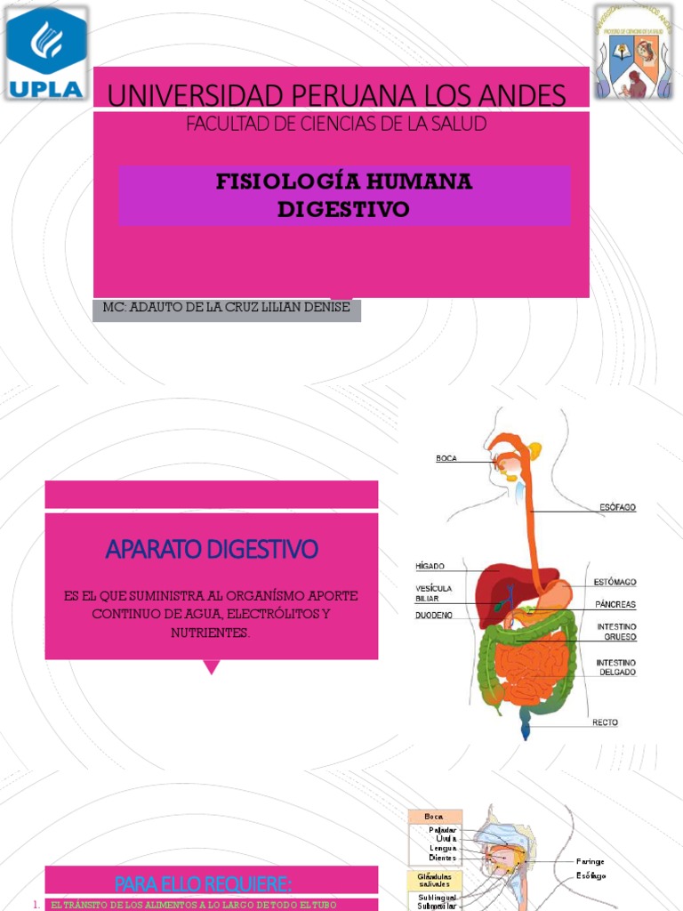Fisiologia Digestiva - Clase I PDF | PDF | Sistema digestivo humano | Músculo esquelético