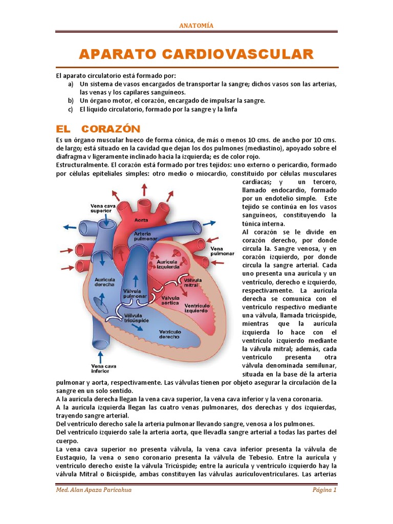 Aparato Cardiovascular | PDF | Sistema circulatorio | Corazón