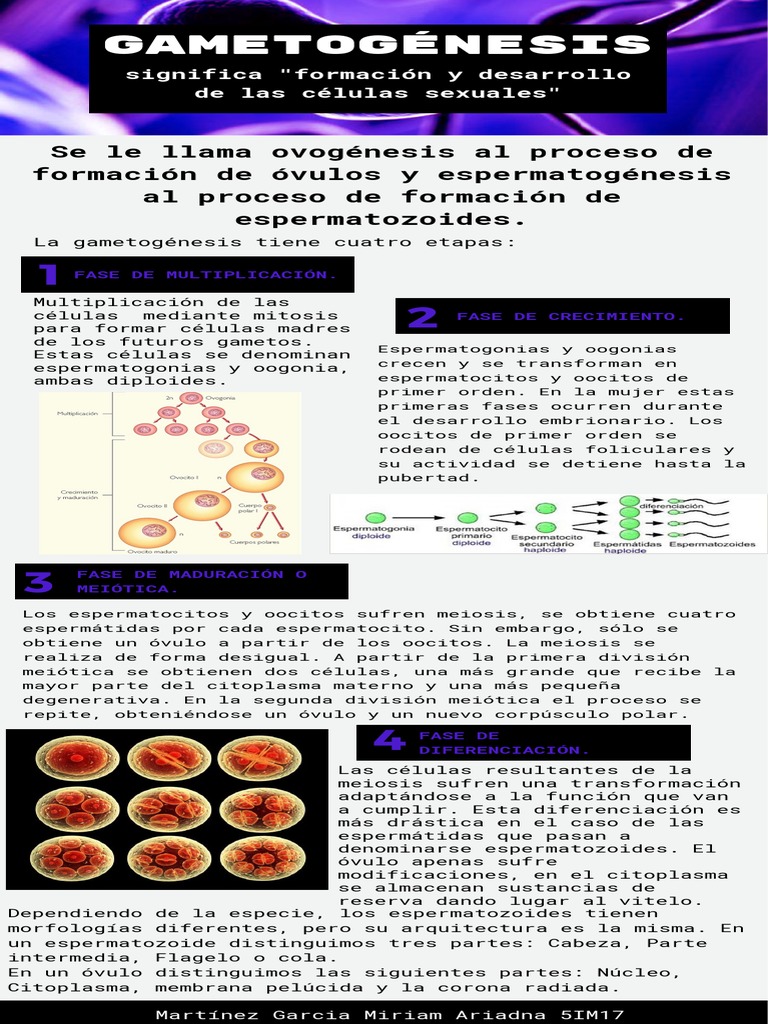 Gametogénesis | PDF | Mitosis | Procesos biologicos