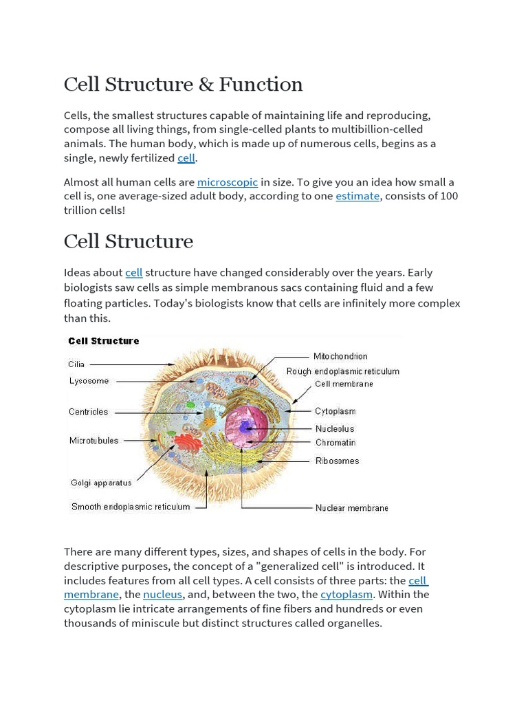 Cell Structure | PDF | Rna | Dna