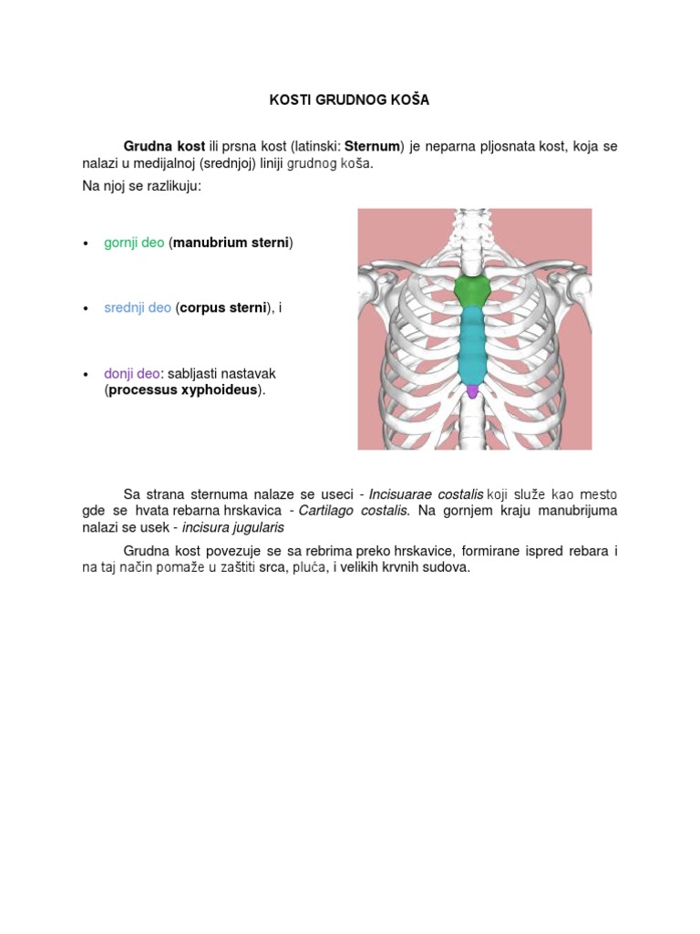 Kosti Grudnog Kosa | PDF