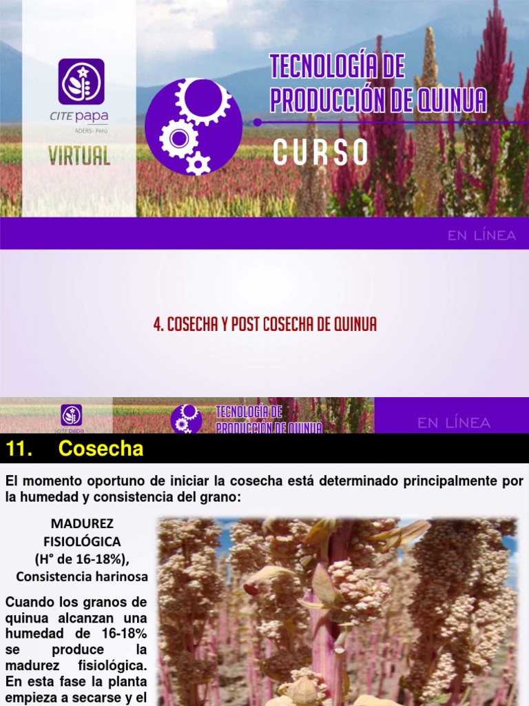 Cosecha y manejo de quinua en Perú | PDF | Cosecha | Agricultura