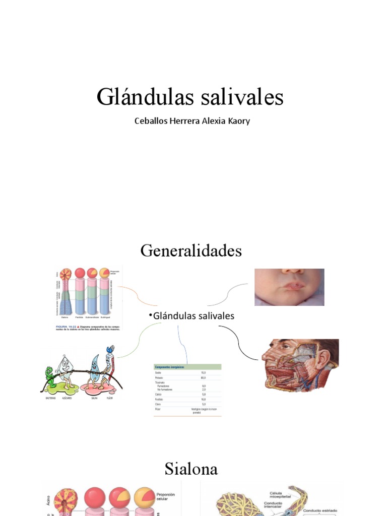 Glándulas salivales | PDF | Saliva | Anatomia animal