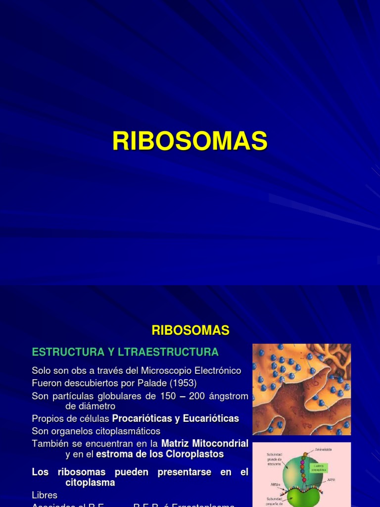 DIAPOSITIVAS RIBOSOMAS Estructura Composicion Quimica Funcion | PDF