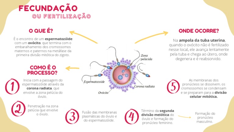 Mapa Mental Fecundação | PDF