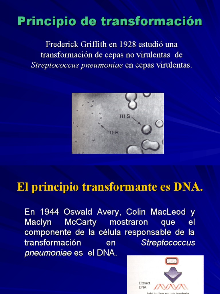 Experimentos de Grifith, Avery, Hershey | PDF | Virus | Transformación (Genética)
