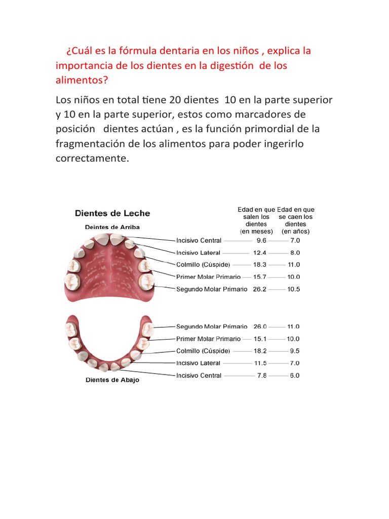 Cuál Es La Fórmula Dentaria en Los Niños | PDF