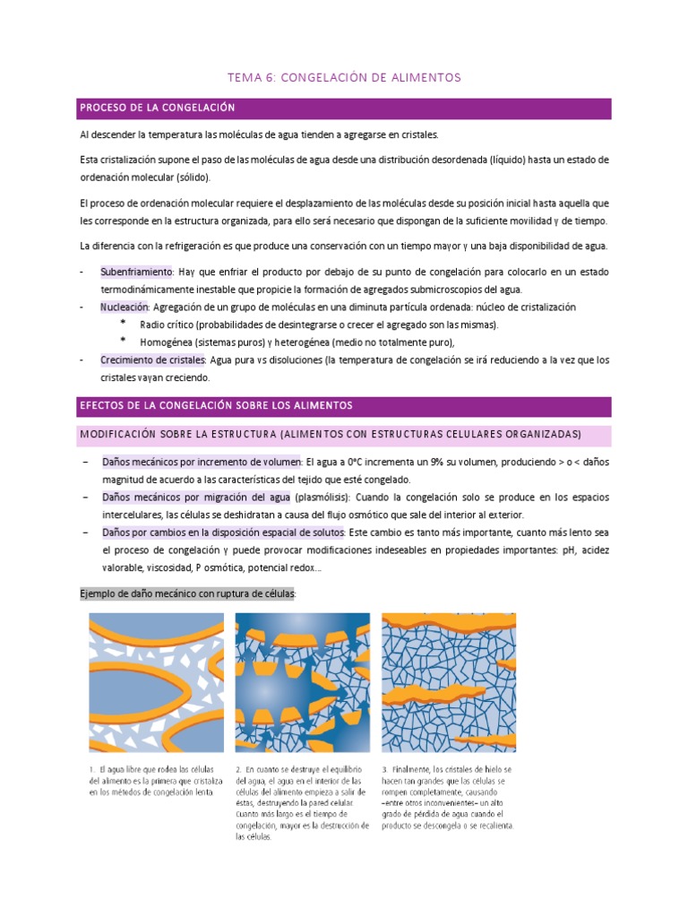 Proceso y Efectos de la Congelación de Alimentos | PDF | Congelación | Agua
