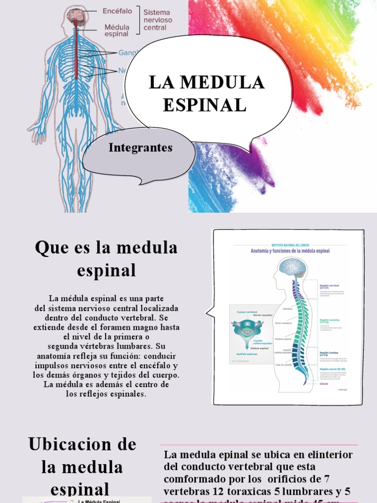 Irrigación de la Médula Espinal | PDF | Médula espinal | Anatomía humana