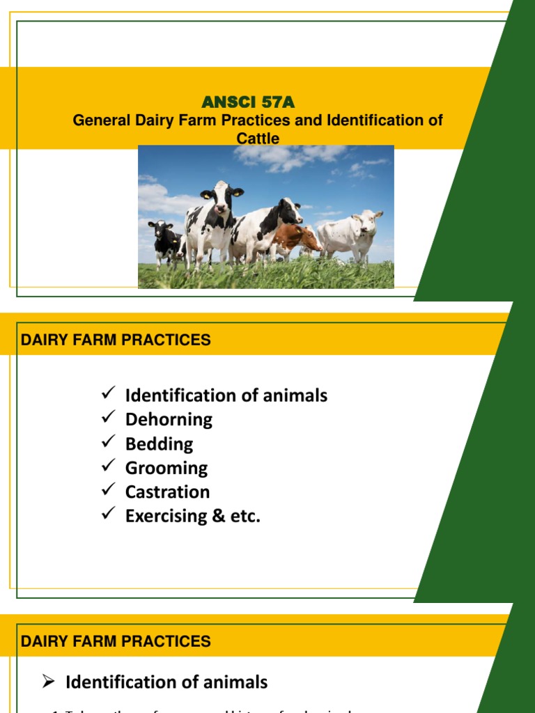 Milk Production Management and Dairy Development | PDF | Dairy Cattle ...