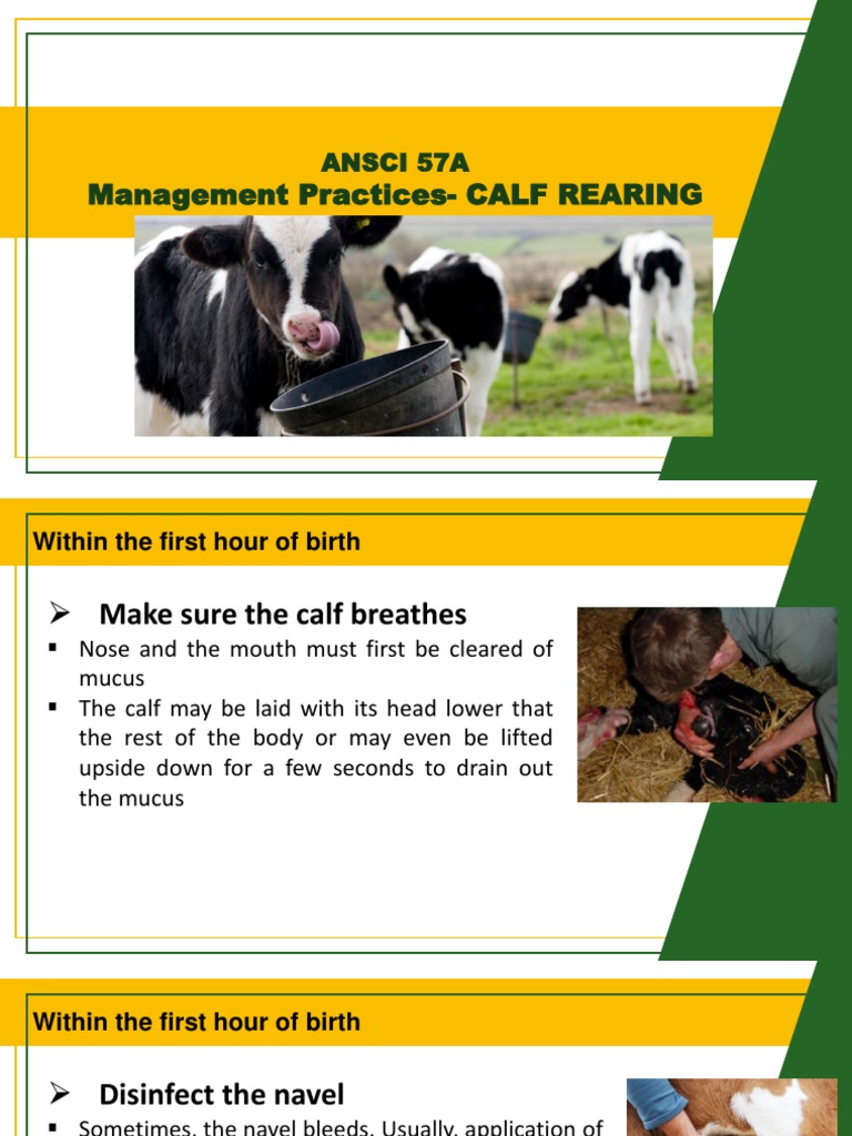 Dairy Management Practices (Calf Rearing) | PDF