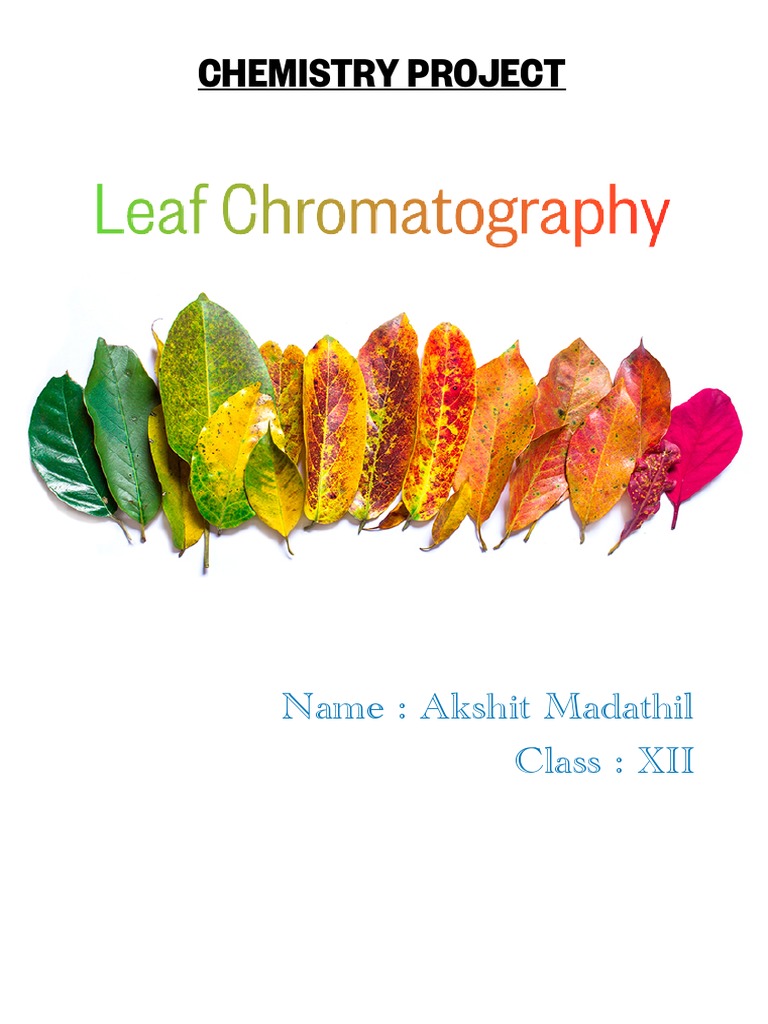 Open Chem Project Final | PDF | Leaf | Plants