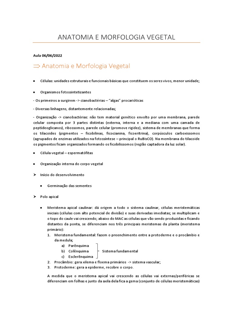 Anatomia e Morfologia Vegetal Prova 2 | PDF | Raiz | Latido