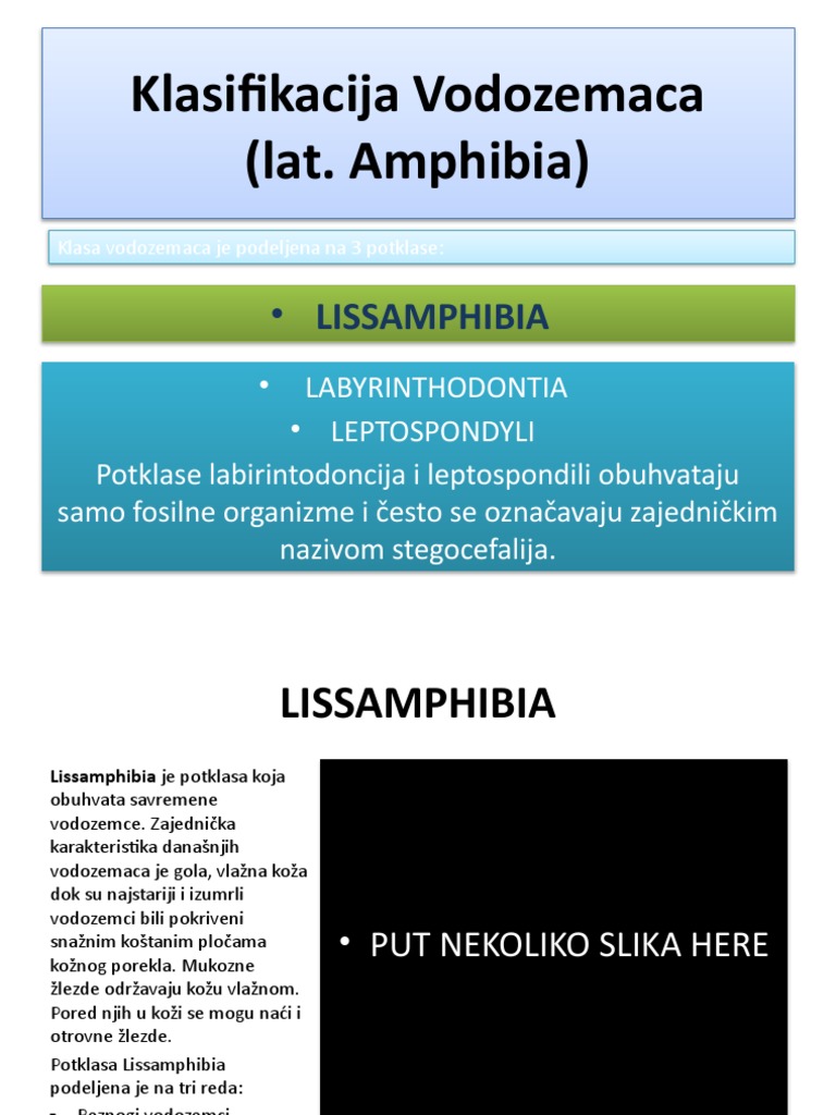 Klasifikacija Vodozemaca | PDF