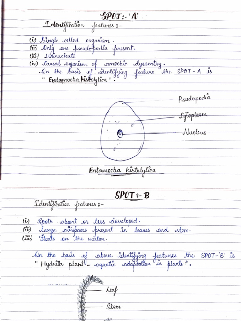 Spotting Answersheet | PDF