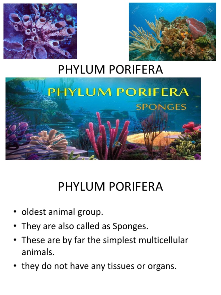 Phylum Porifera | PDF | Sponge | Biology