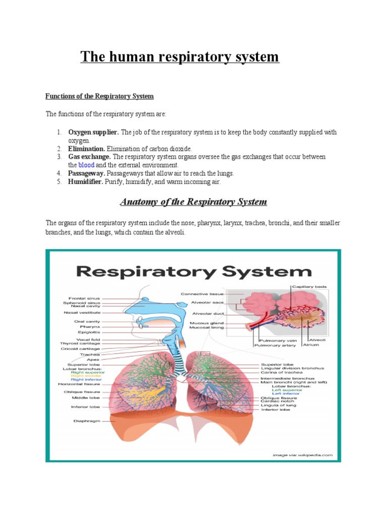 The Human Respiratory System | PDF | Respiratory Tract | Lung