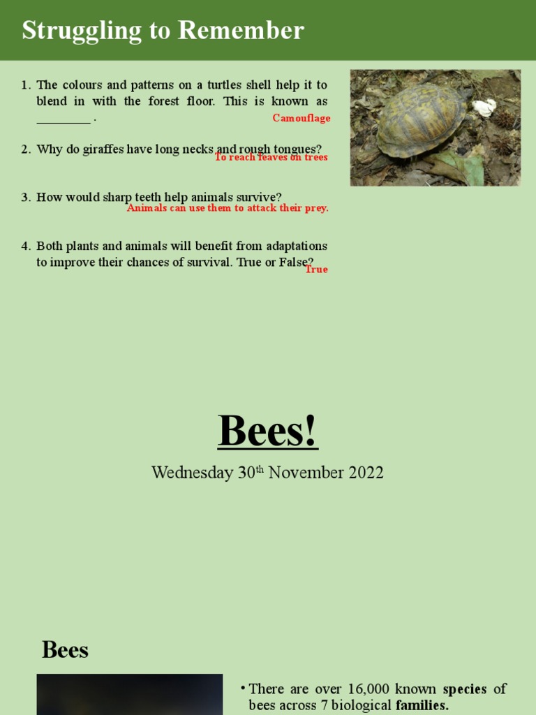 Bee Importance and Classification | PDF | Bumblebee | Honey Bee