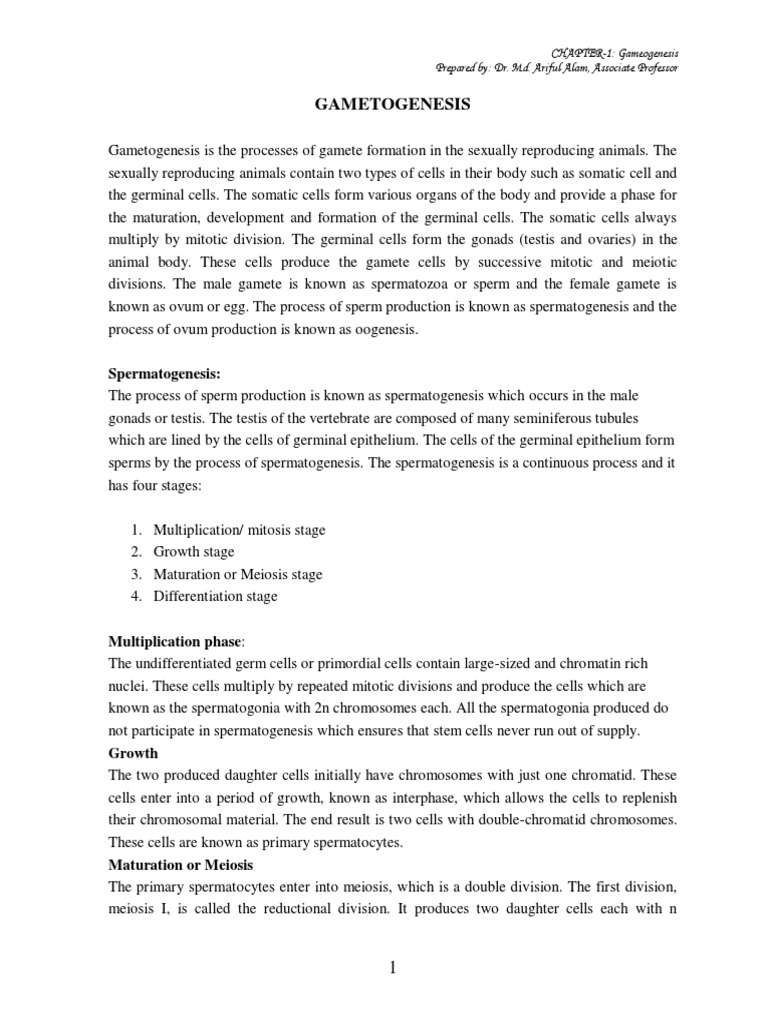 Gametogenesis: Spermatogenesis | PDF | Meiosis | Fertilisation