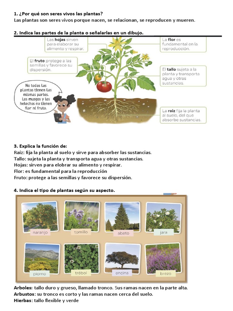 Cono Tema 3 | PDF | Hogar, jardinería y bricolaje | Salud y bienestar