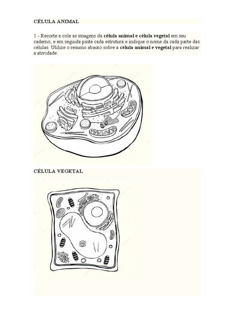 Célula Animal Pdf