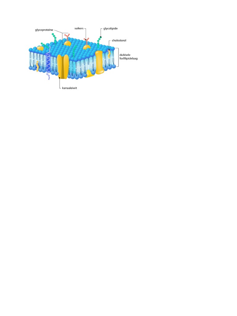 Naamloos Document | PDF Naamloos Document | PDF
