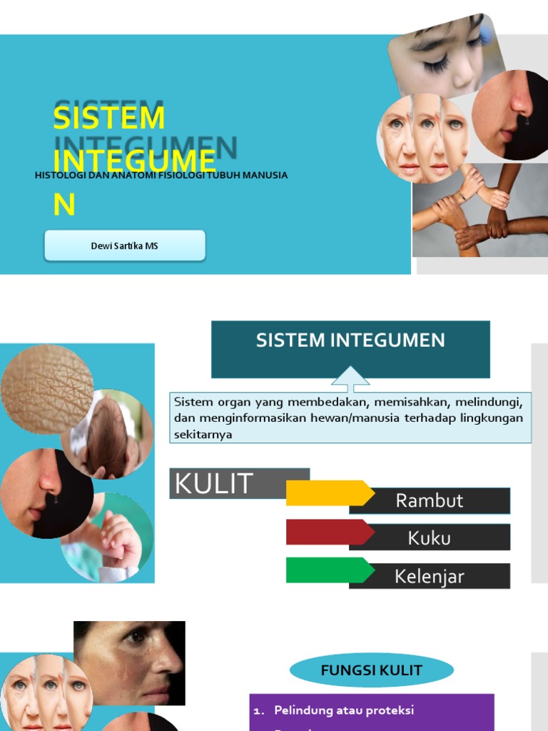 3 Sistem Integumen Anfis | PDF