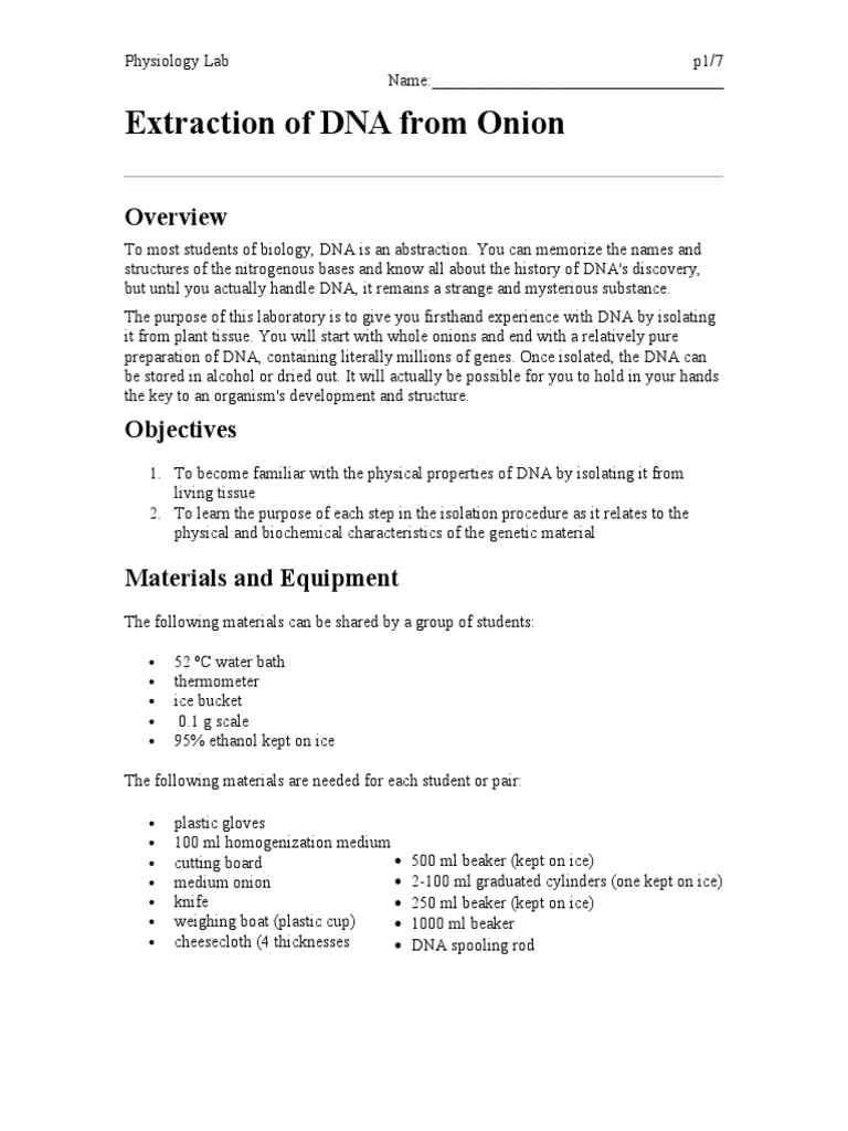 Onion Lab (1) | PDF | Gel Electrophoresis | Agarose Gel Electrophoresis