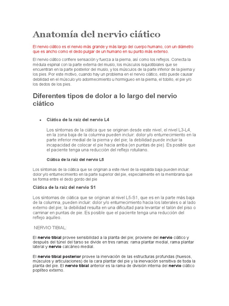 Anatomía Del Nervio Ciático | PDF | Nervio | Pie