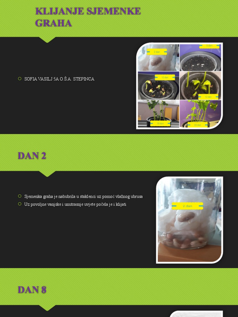 Prezentacija 1 Klijanje Graha | PDF