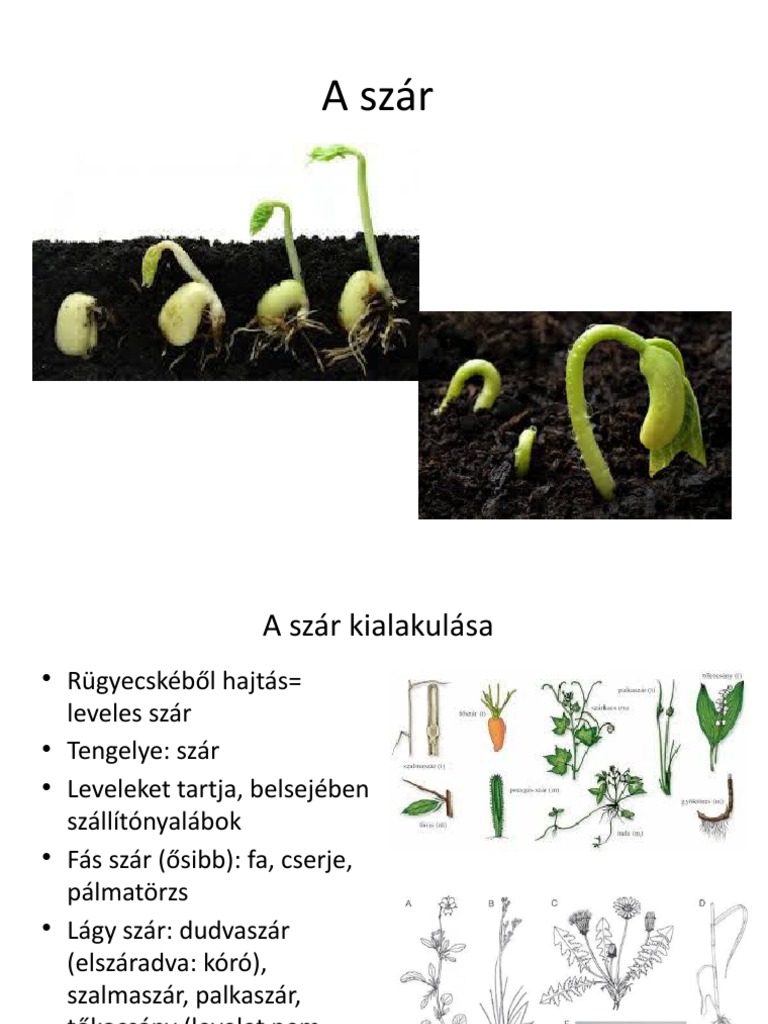A Szár | PDF