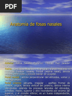 4 Fosas Nasales & Senos Paranasales | PDF | Nariz humana | Anatomía