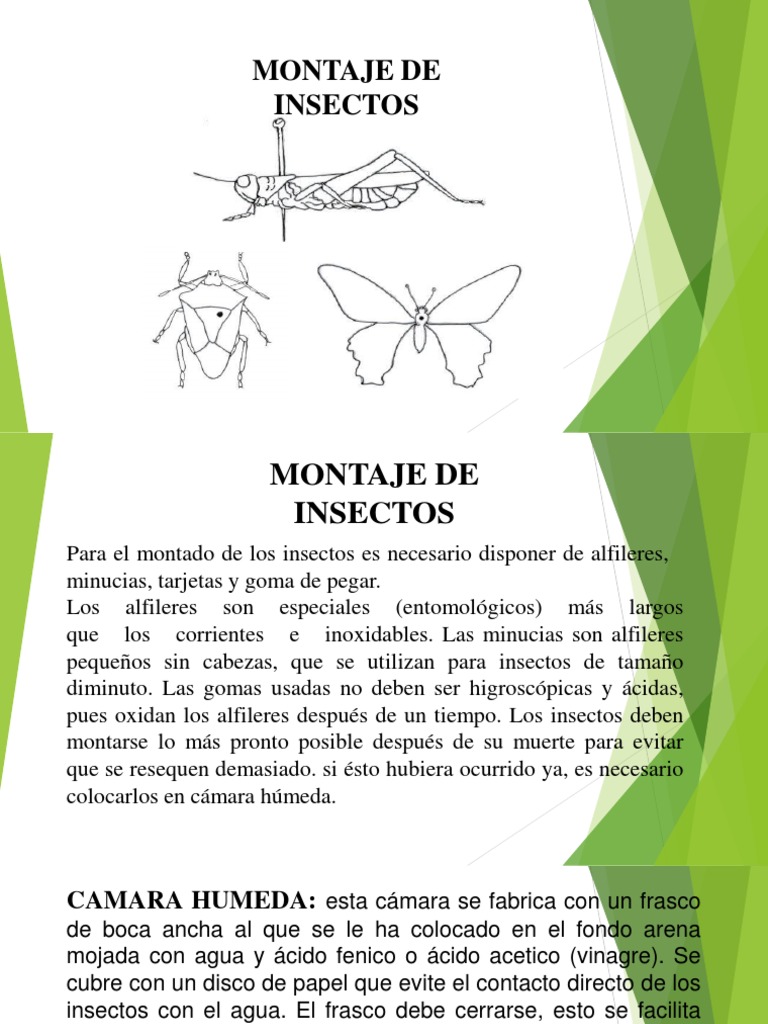 Presentación MONTAJE D INSECTOS | PDF | Insectos | Términos anatómicos ...